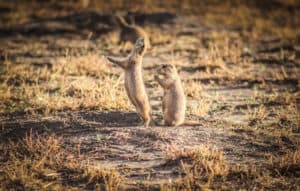 Wildlife of South Dakota and Northern Great Plains: Where & What to See