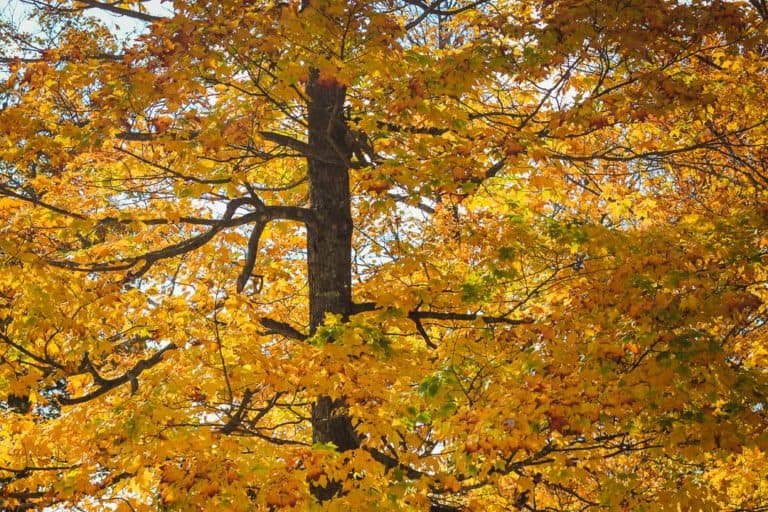 15 Best Places to see the Fall Foliage in October - Dotted Globe