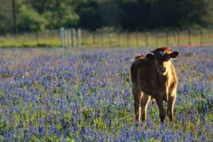 20 Best Destinations for experiencing stunning spring flowers in the US ...