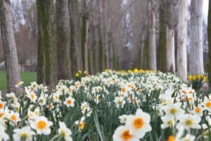 20 Best Destinations for experiencing stunning spring flowers in the US ...