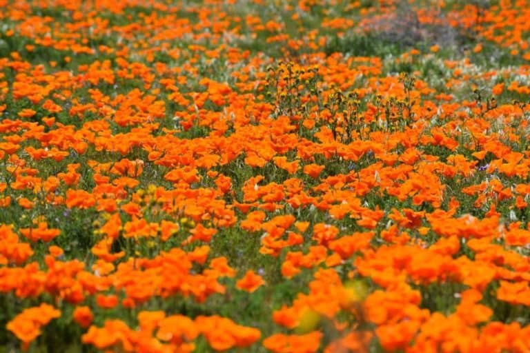 20 Best Destinations for experiencing stunning spring flowers in the US ...