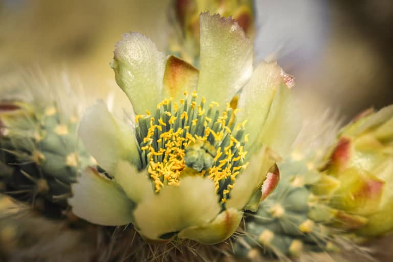 One Day in Joshua Tree Itinerary: 12 Essential things to see on a ...