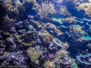 39+ Best Things to do in Chicago on your first visit - Dotted Globe